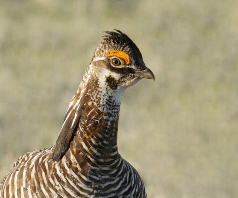 Grouse Lek Birdwatching Tours | Birding Man Colorado