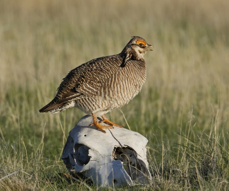 Grouse Lek Birdwatching Tours | Birding Man Colorado