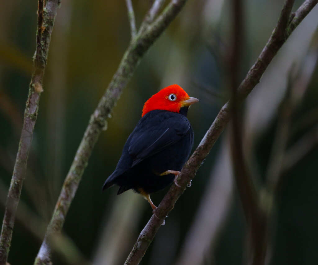 Costa Rica Nature Adventure Guided Tours | Birding Man