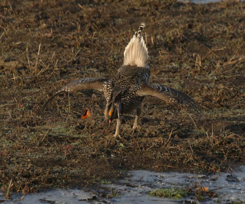 Grouse Lek Birdwatching Tours | Birding Man Colorado