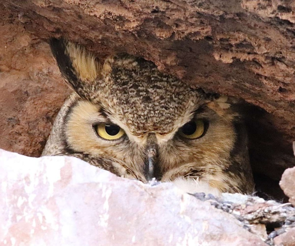 Birds of Prey Wildlife Tours | Birding Man Colorado